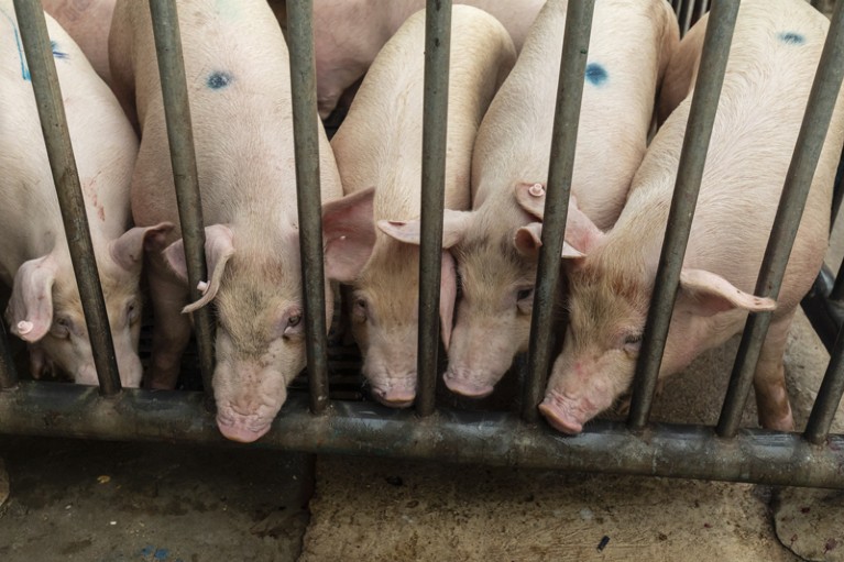 China closes in on vaccine for deadly pig virus