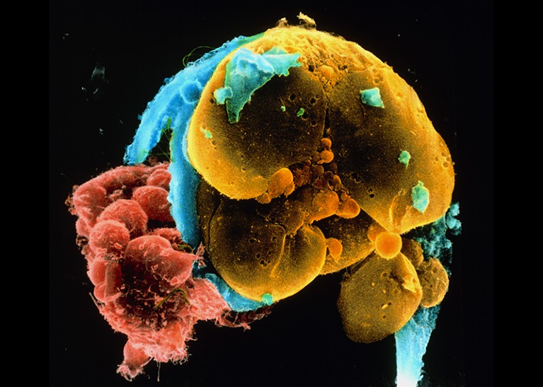 From egg to animal: retracing an embryo’s first steps