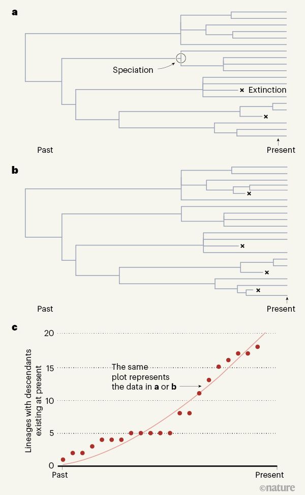 Evolutionary trees can’t reveal speciation and extinction rates