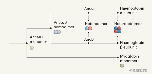 Extinct proteins resurrected to reconstruct the evolution of vertebrate ...