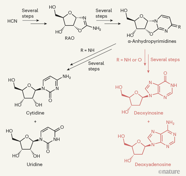 How DNA and RNA subunits might have formed to make the first genetic ...