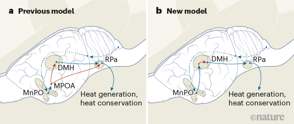 Flipping the switch on the body’s thermoregulatory system