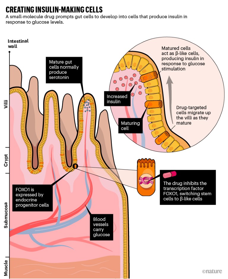 Forkhead BioTherapeutics: developing a diabetes pill