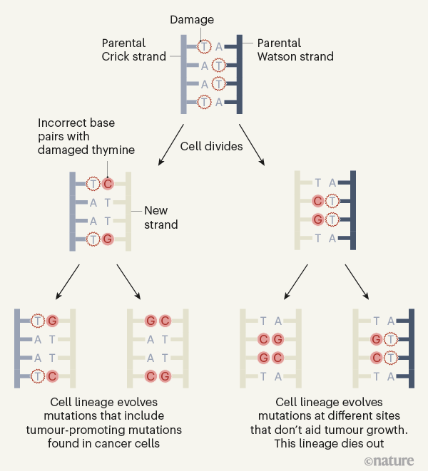 Strands of evidence about cancer evolution
