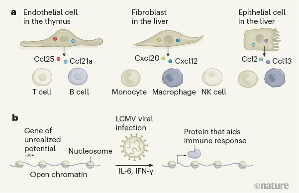 An antiviral response beyond immune cells