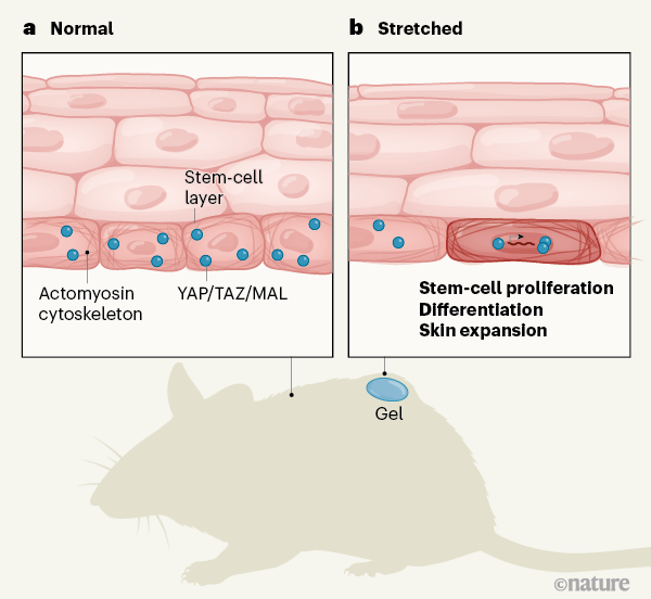 Stretch exercises for stem cells expand the skin