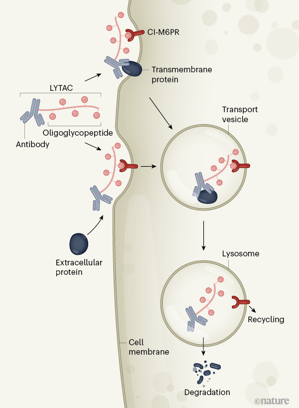 New class of molecule targets proteins outside cells for degradation