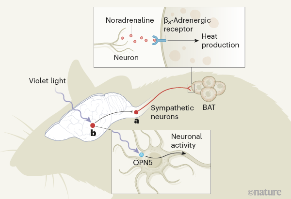Light-activated neurons deep in the brain control body heat