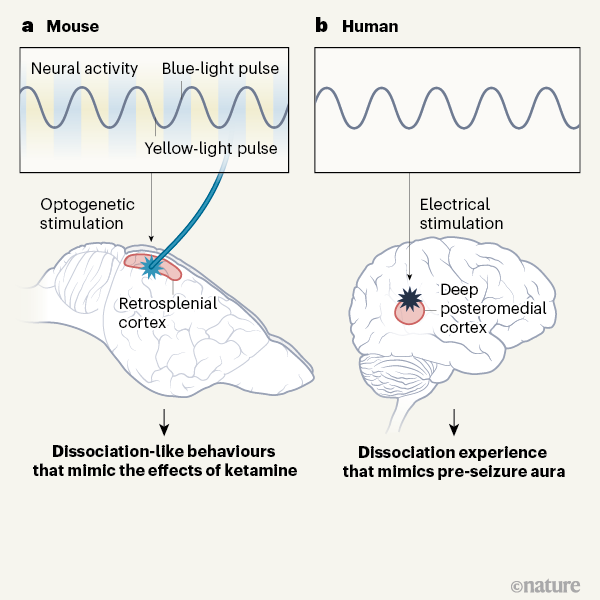 The brain rhythms that detach us from reality
