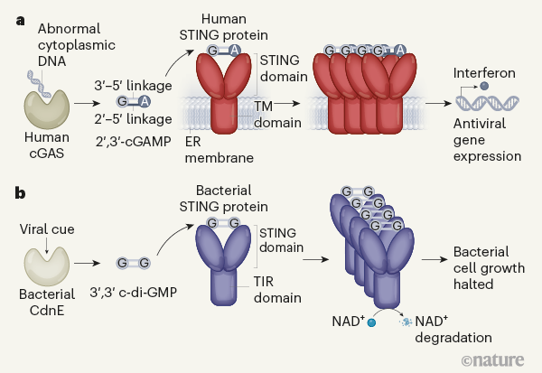 Bacteria sting viral invaders