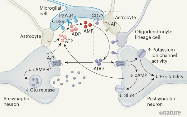 Brain’s immune cells put the brakes on neurons