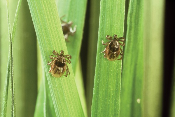 Cracking the meat-allergy mystery with the tick-bite link