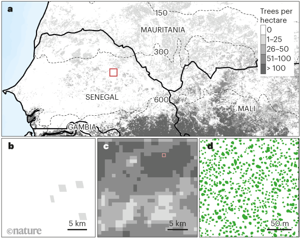 Satellites could soon map every tree on Earth