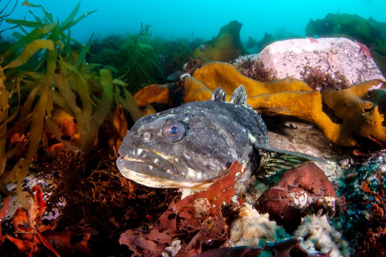 Protect the Antarctic Peninsula — before it’s too late