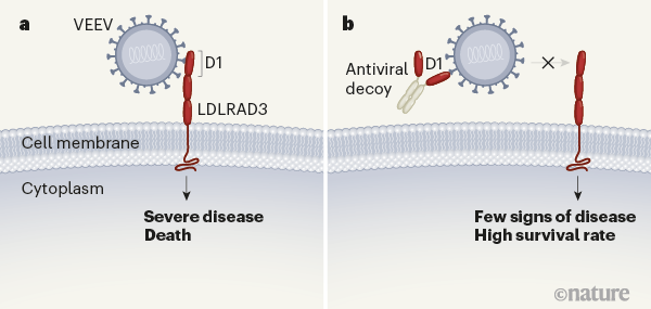 Cracking the cell access code for the deadly virus VEEV