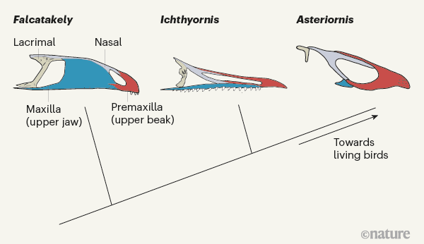 The changing face of birds from the age of the dinosaurs