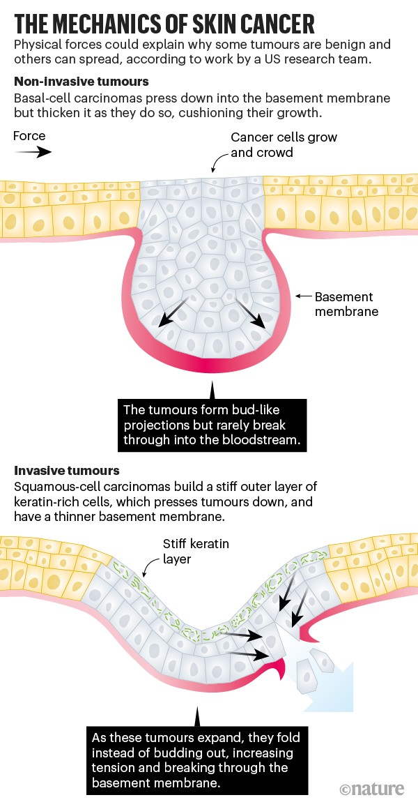 The secret forces that squeeze and pull life into shape