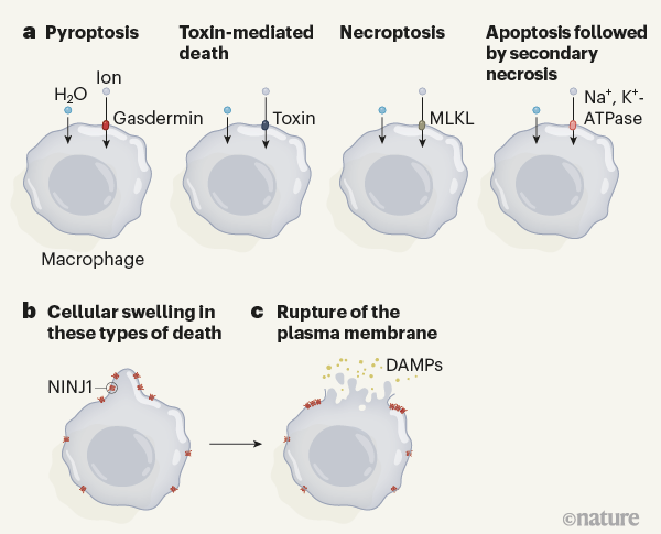 Active membrane rupture spurs a range of cell deaths
