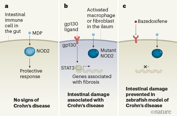 A molecular connection hints at how a genetic risk factor drives Crohn ...