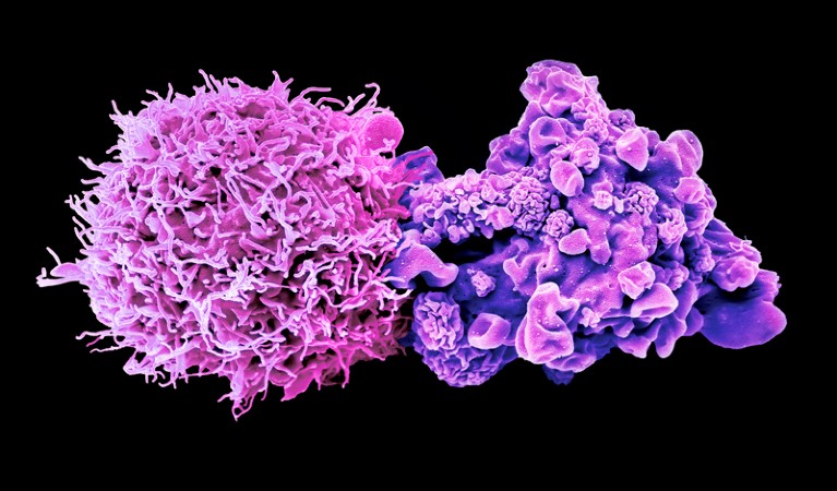 Elusive cancer cells dissected using developmental-biology toolkit