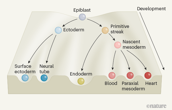 A continuous model of early mammalian development