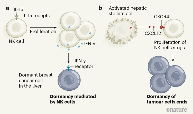 Natural killer cells lull tumours into dormancy