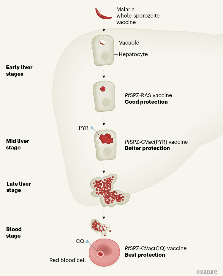 Malaria vaccine gets a parasite boost in the liver