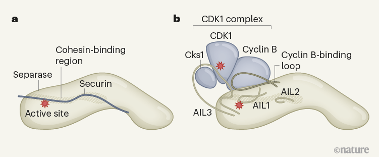 Two giants of cell division in an oppressive embrace