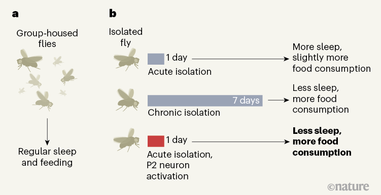 Chronically lonely flies overeat and lose sleep