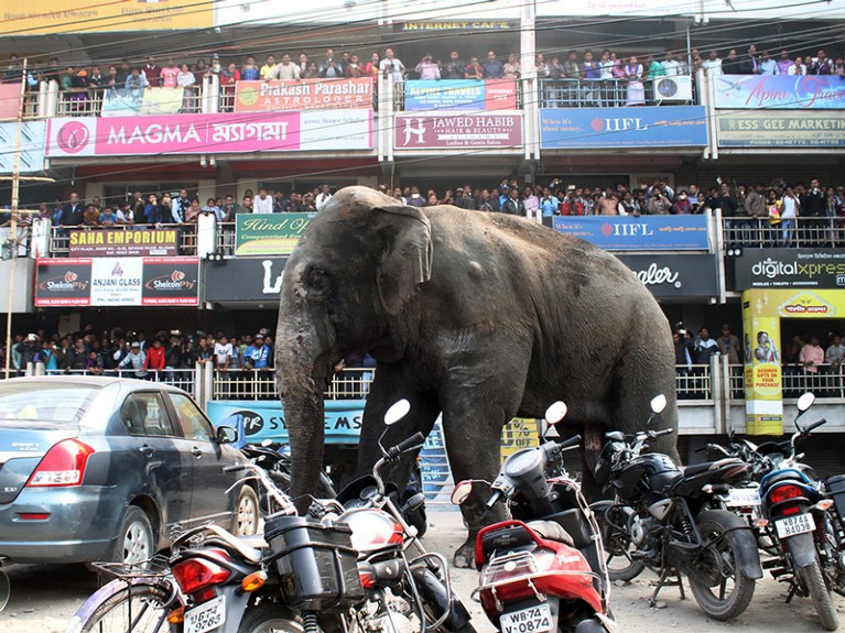 Marauding elephants, menacing macaques and epicurean bears