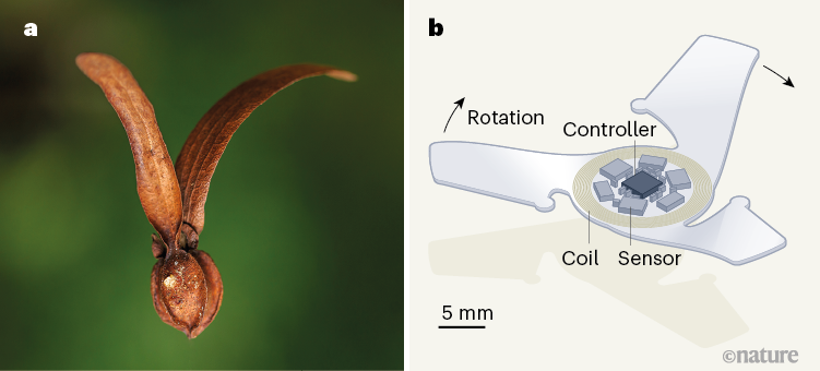 Seed-inspired vehicles take flight