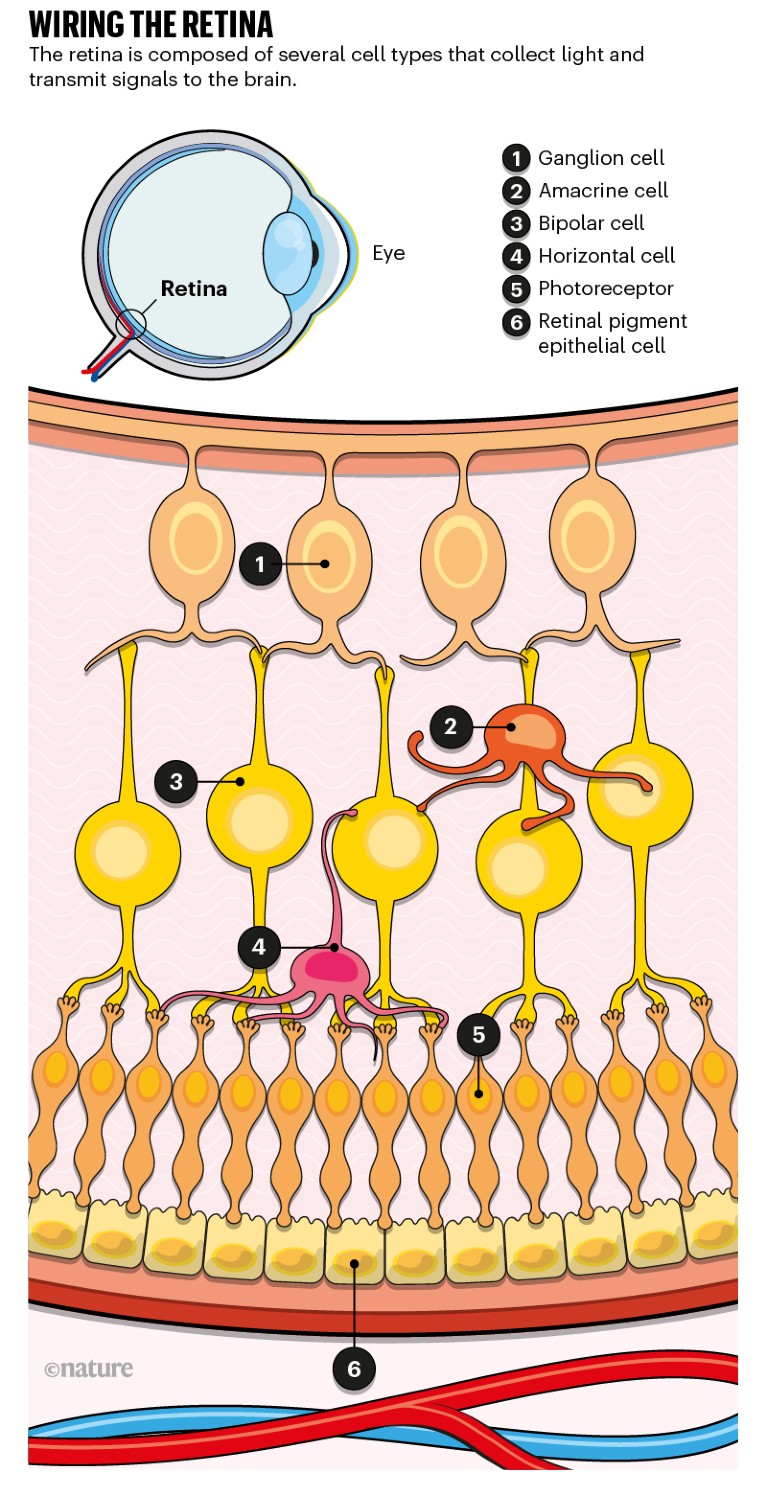 Reversing blindness with stem cells