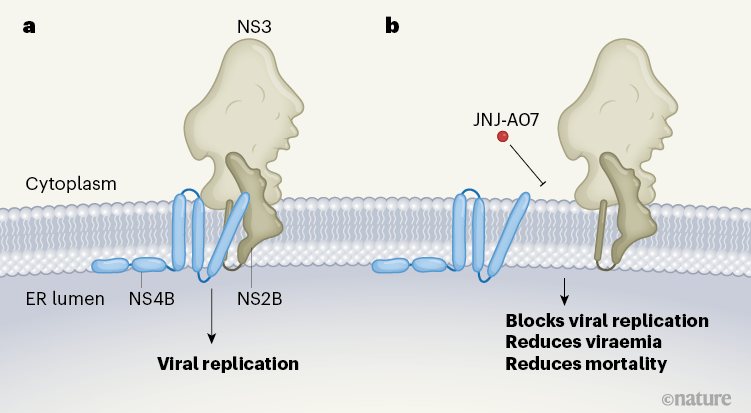 A step towards therapeutics for dengue