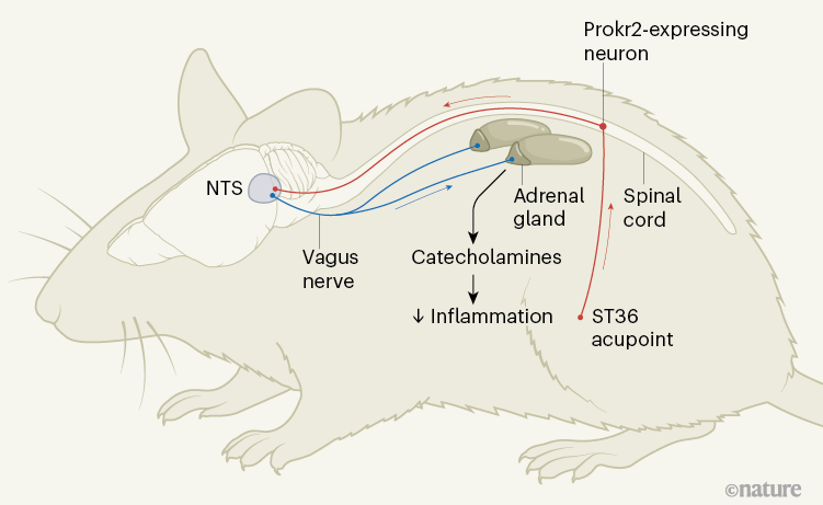 Electroacupuncture activates neurons to switch off inflammation