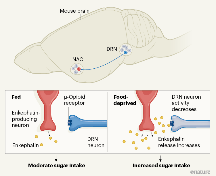 Opioid peptide signal in the brain makes mice hungrier for reward
