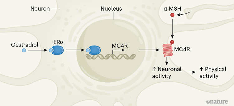 A two-step hormone-signalling mechanism that drives physical activity