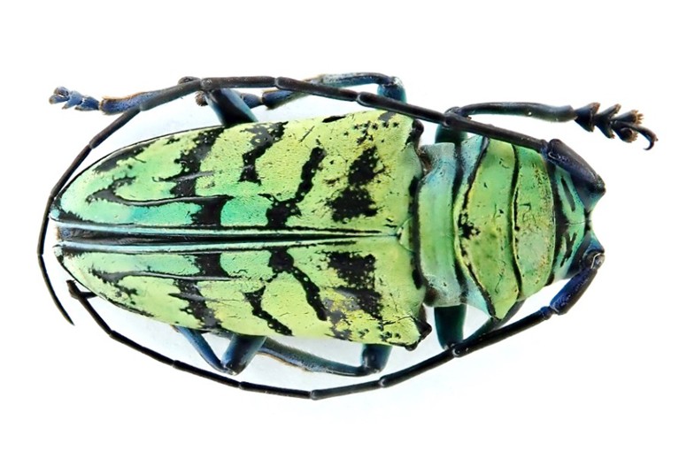 Weird crystal makes beetle a living jewel