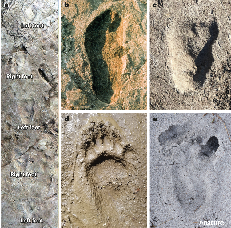 Hominin footprints at Laetoli reveal a walk on the wild side
