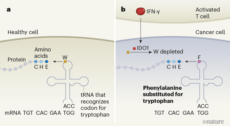 Immune cells alter genetic decoding in cancer