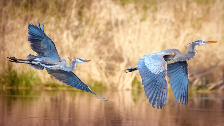 Trade-offs between stability and manoeuvrability in bird flight