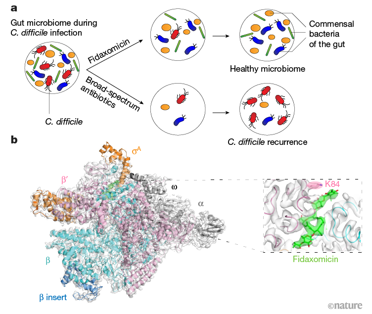 How the antibiotic fidaxomicin targets an intestinal pathogen