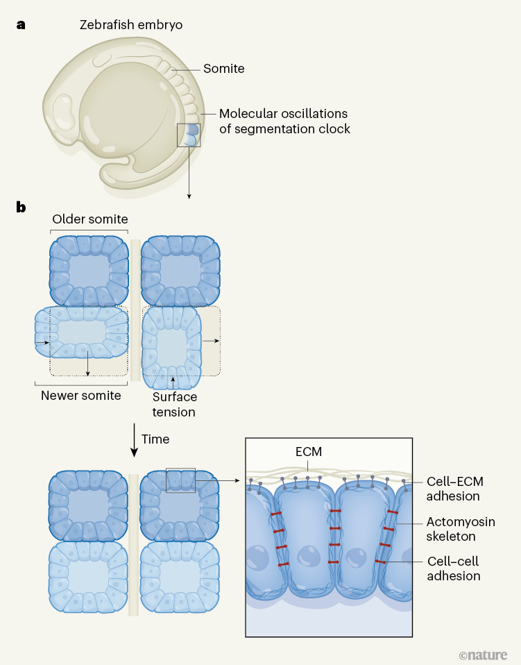Tension hones body segmentation around the clock