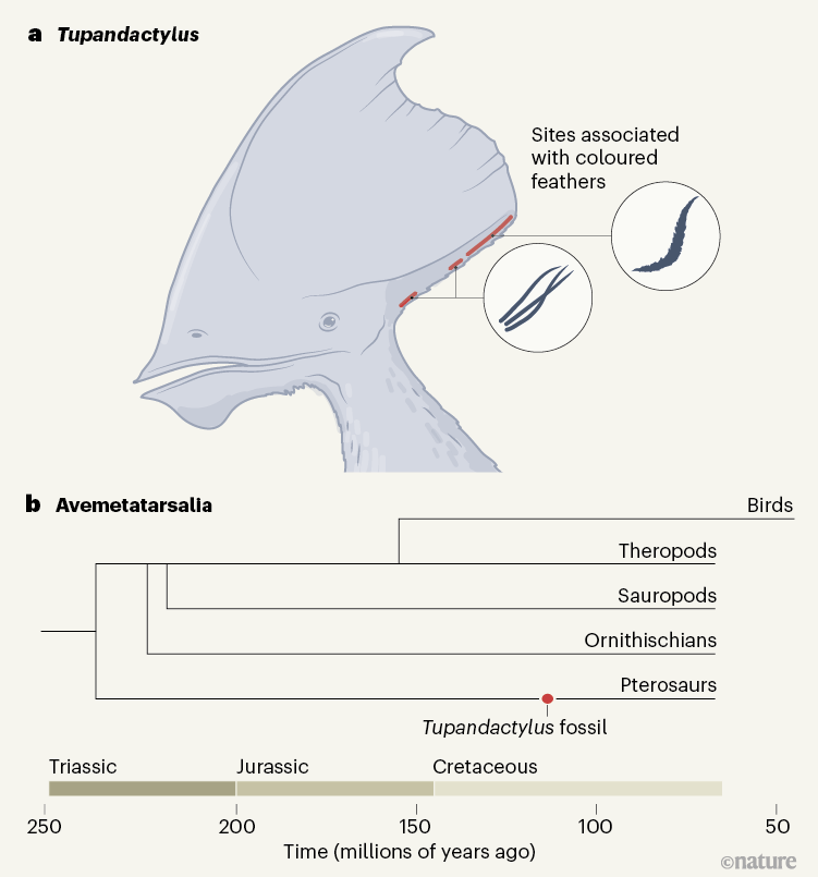 A colourful view of the origin of dinosaur feathers