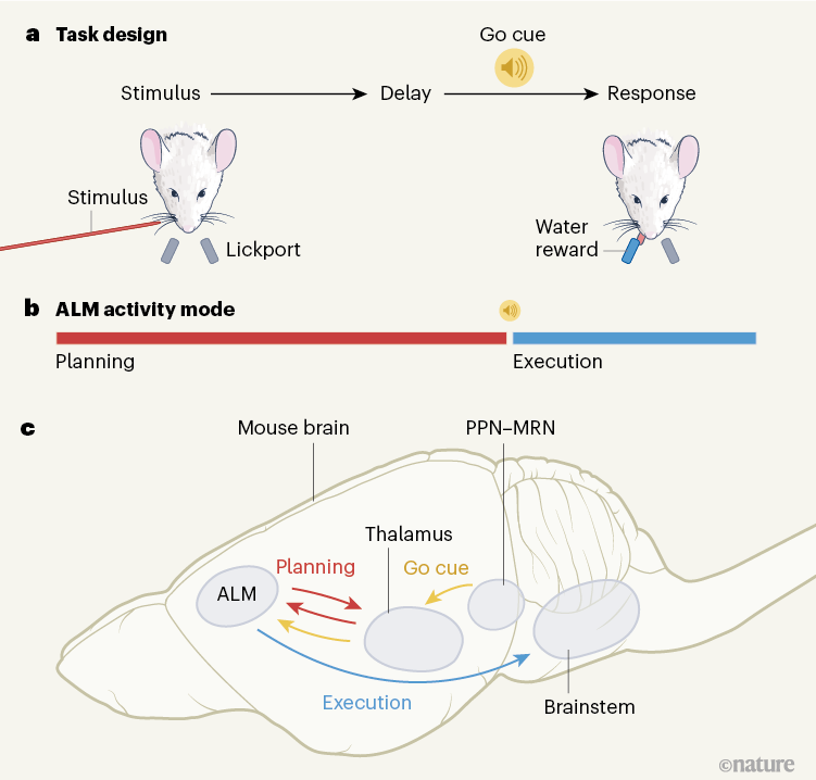 A switch in neuronal dynamics that helps to initiate movement