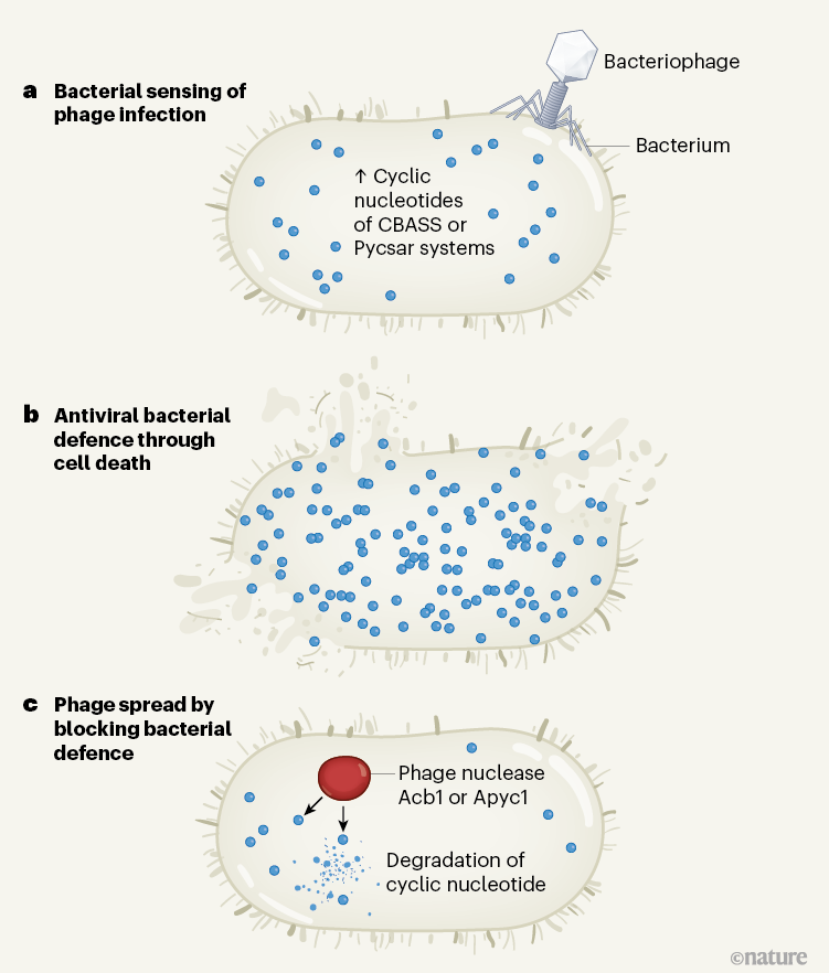 Killing the messenger to evade bacterial defences