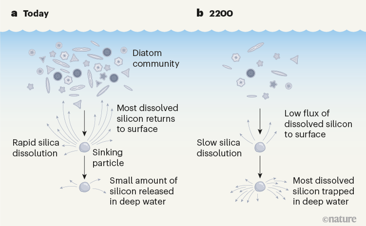 Sinking diatoms trap silicon in deep seawater of acidified oceans