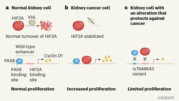 Mutation and tissue lineage lead to organ-specific cancer