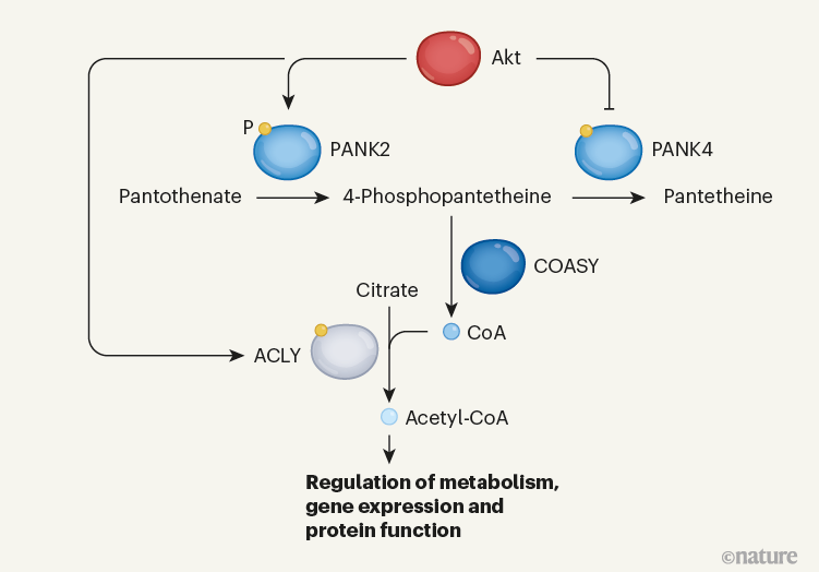 Akt protein boosts cancer metabolism through a two-pronged attack