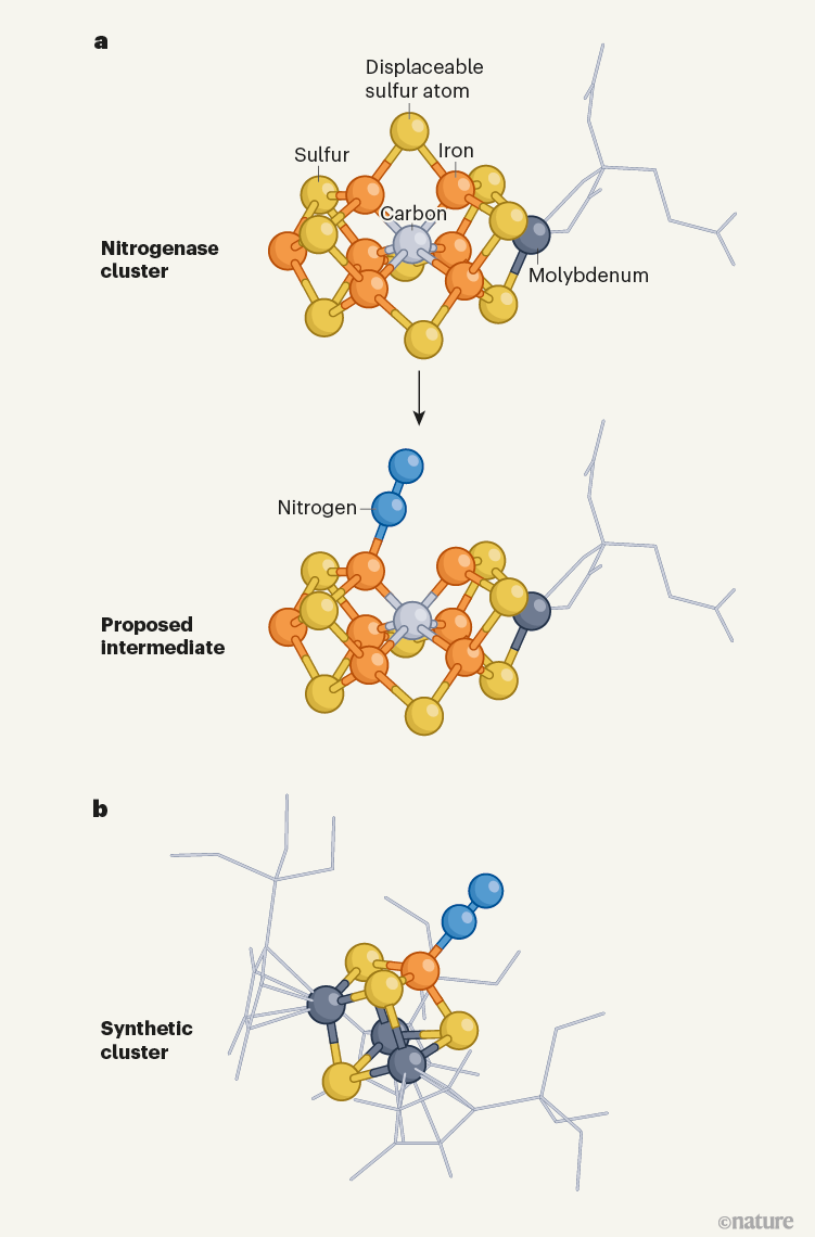 Nitrogen Molecule Model Synthetic Molecular Cluster Hints At Mechanism