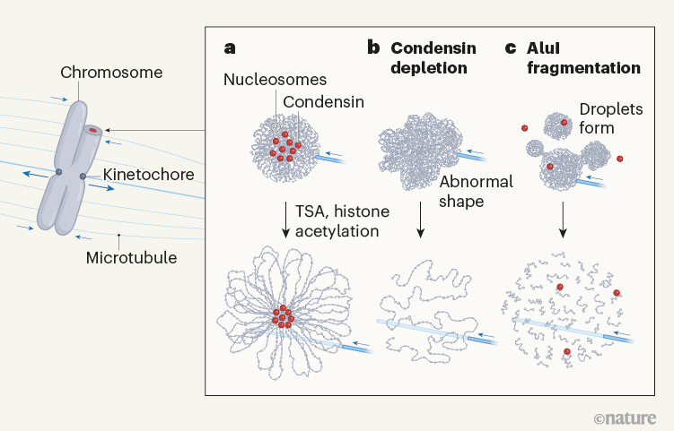 A phase transition for chromosome transmission when cells divide